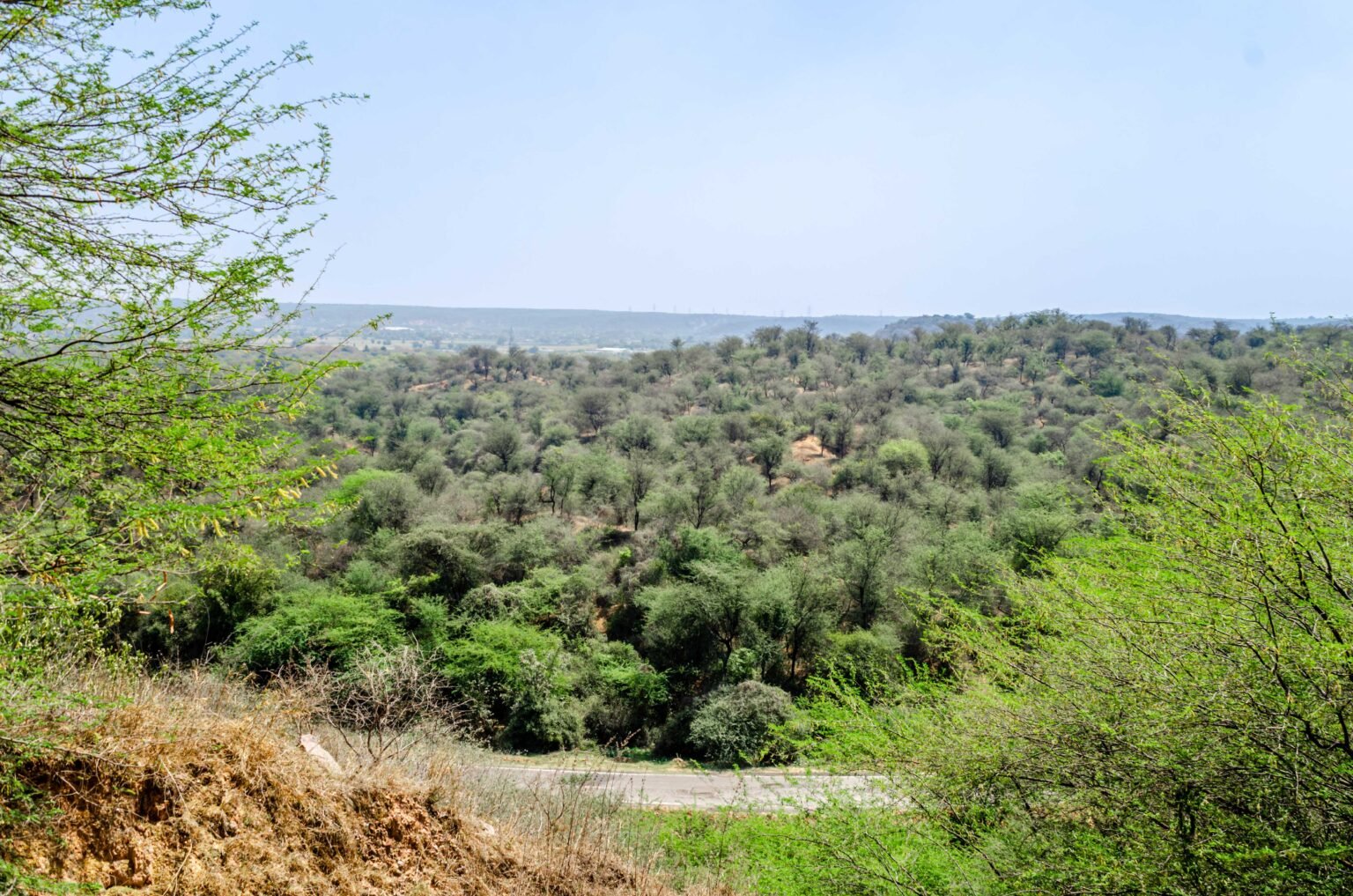 About Us – aravalligreenwall